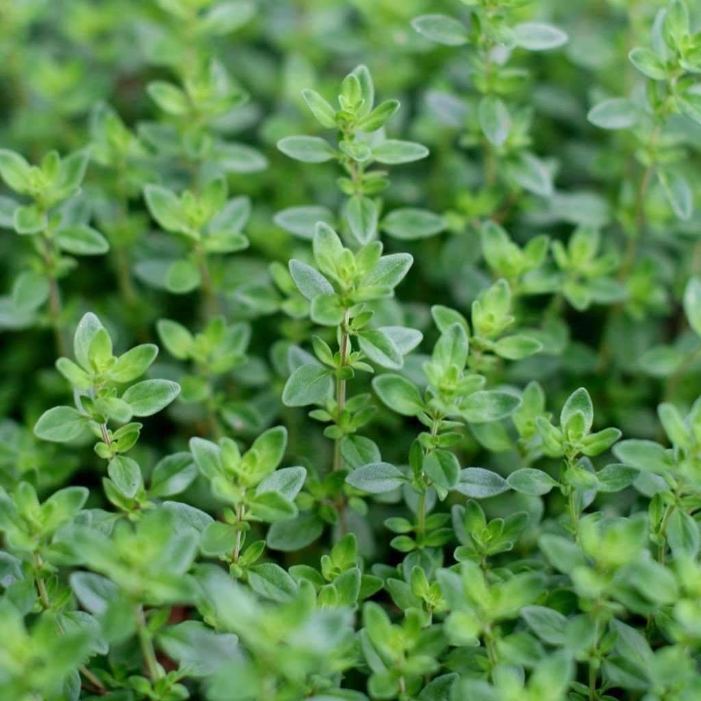Thyme Thymus Vulgaris Natural Alchemy thyme-thymus-vulgaris-natural-alchemy