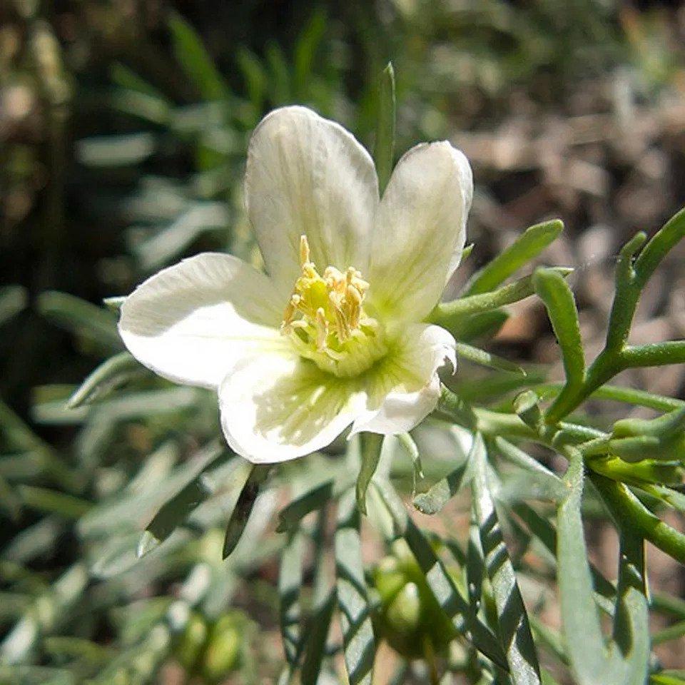 Syrian Rue Seed Extract 20:1 (Peganum harmala) – Natural Alchemy